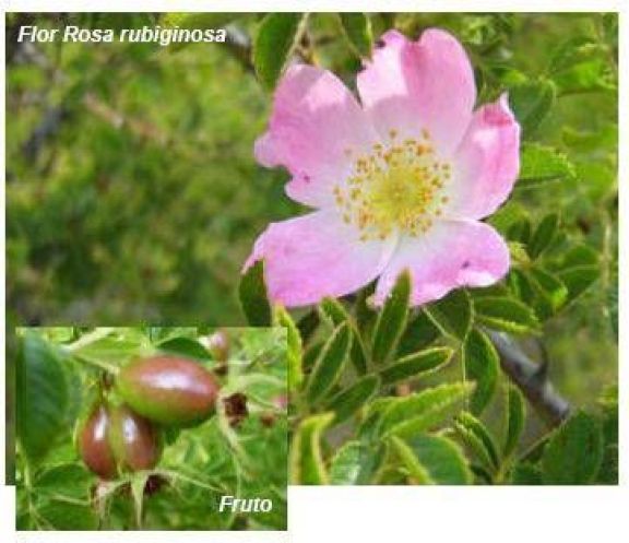 Las rosas exóticas de la región Andina | Diario Andino Digital de Villa ...