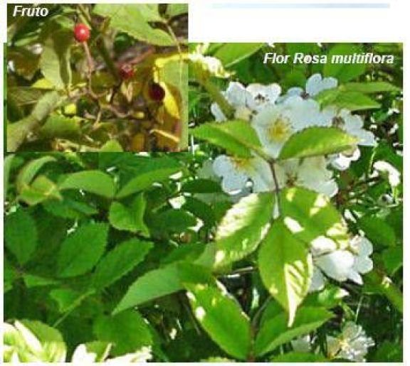 Las rosas exóticas de la región Andina | Diario Andino Digital de Villa ...