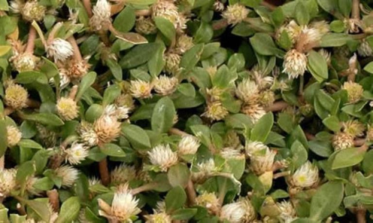 Rueda de plantas: un grupo que elige las hierbas para el ...