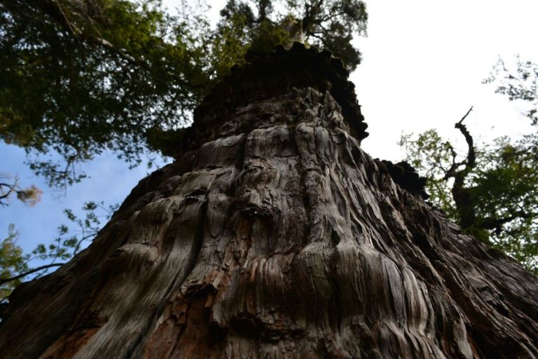 El Alerce Milenario | Diario Andino Digital de Villa La Angostura y La ...