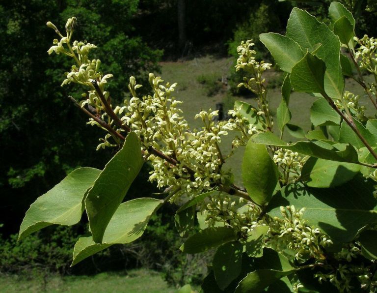 El radal, una especie nativa con múltiples beneficios para la salud ...